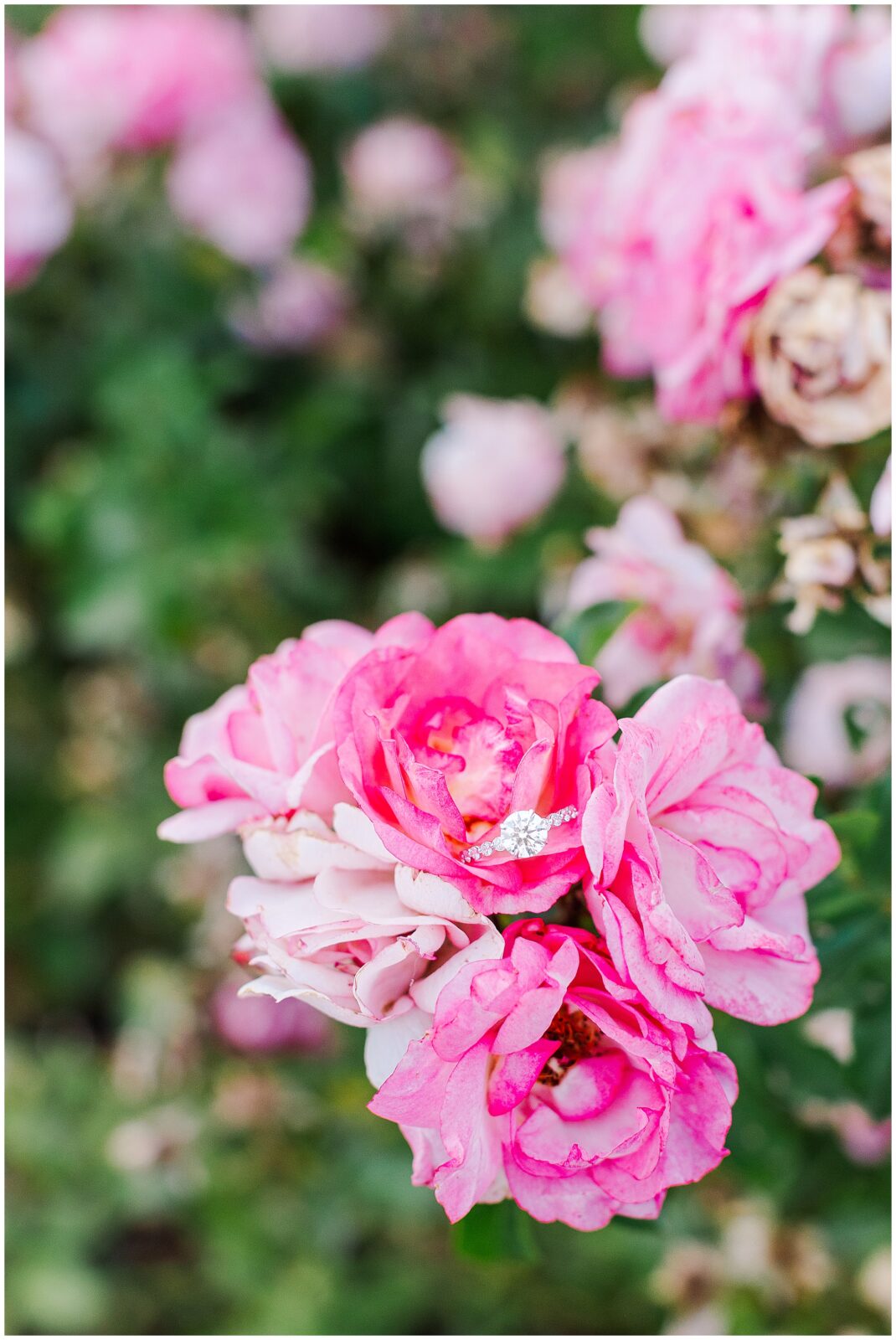 An Associate Engagement by Courtney at St James Farm & Cantigny Park ...